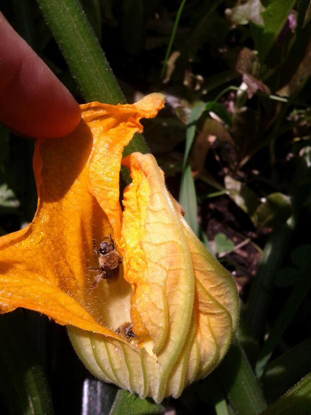 Hand Pollinating Squash: Learn How to "Bee" the Bee in Your Garden