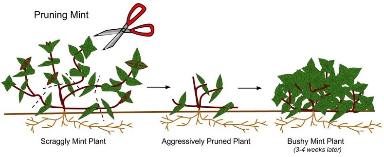 Pruning Herbs 101: Invest Plants in the Right Place at the Right Time!